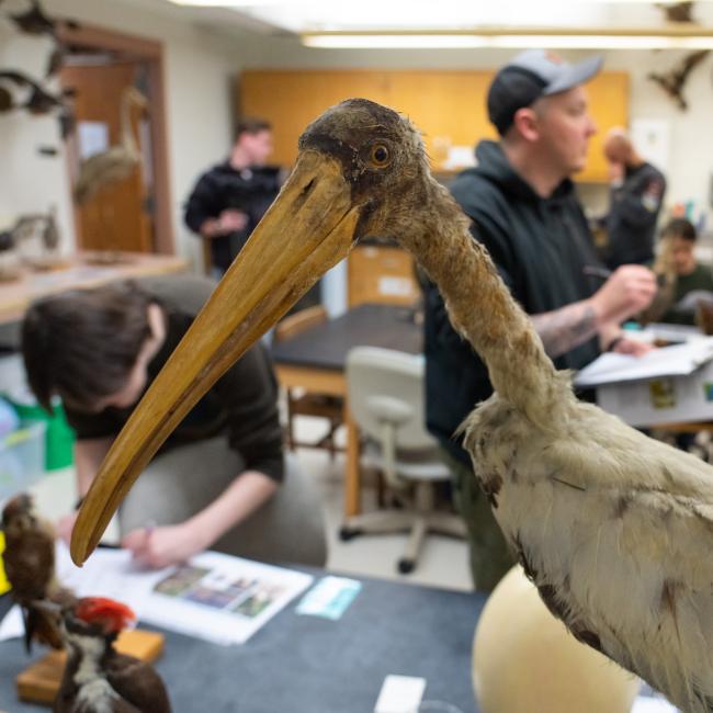 James Newman Clark Bird Museum | UW-Eau Claire